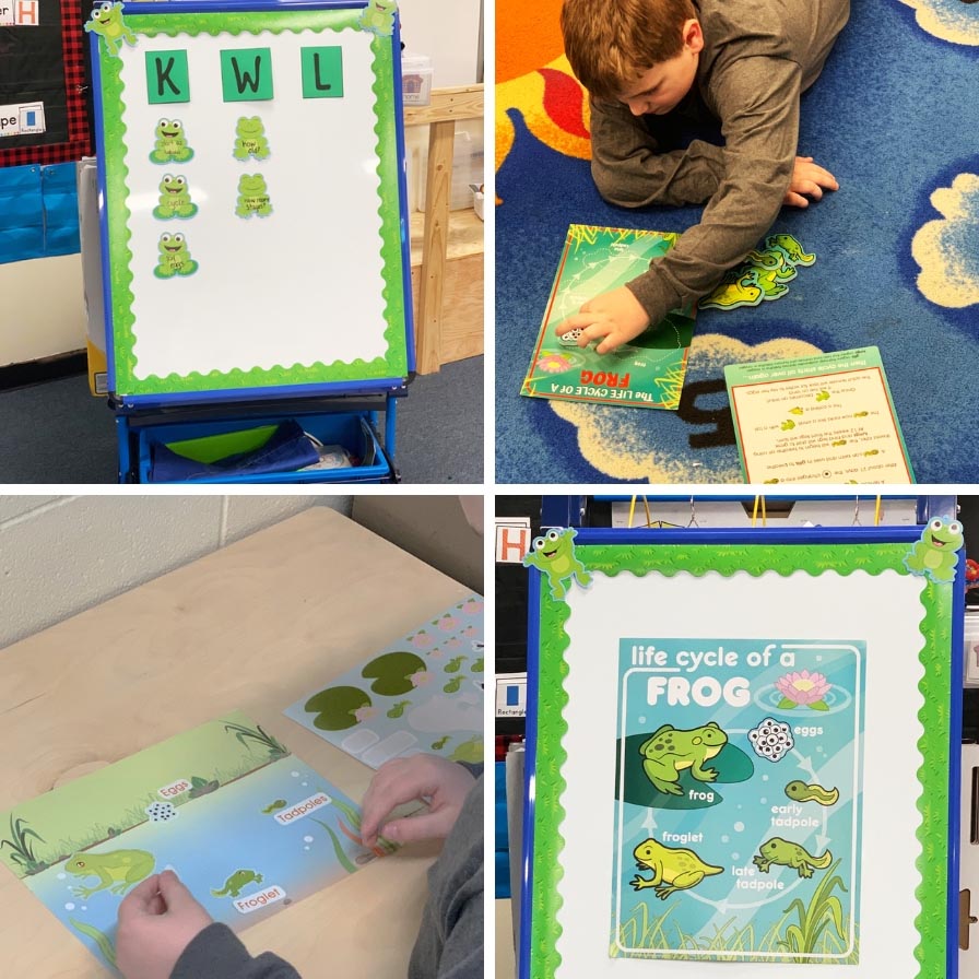 Teaching the Frog Life Cycle | Fun365